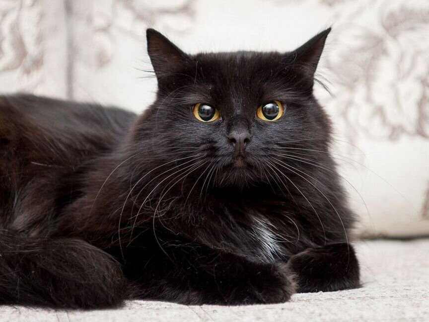 Кошка в дар