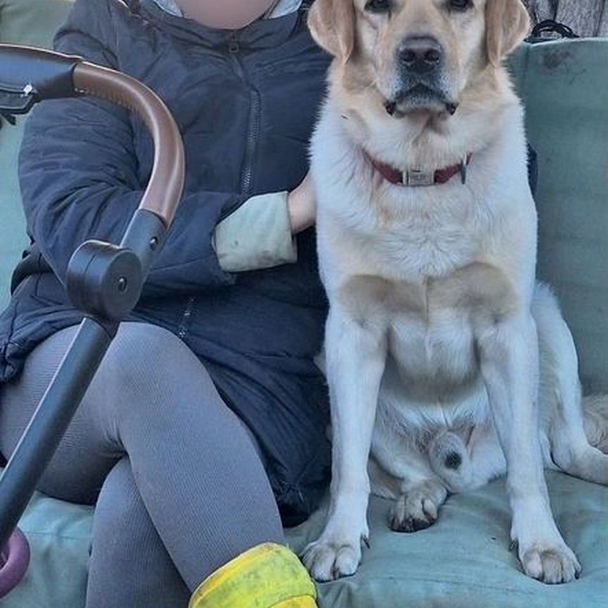 Лабрадор-ретривер, взрослая собака