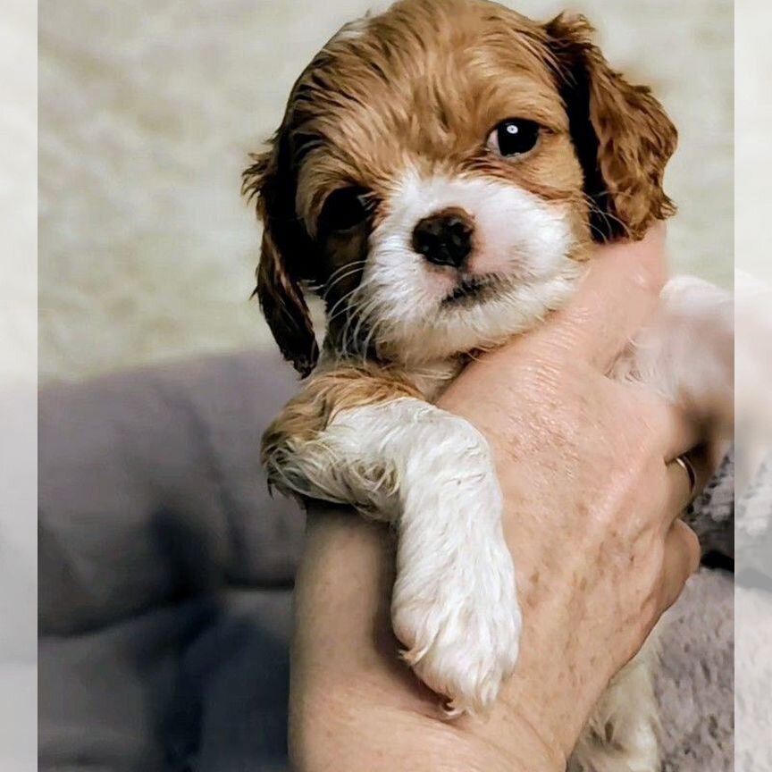 Кавапу, щенок