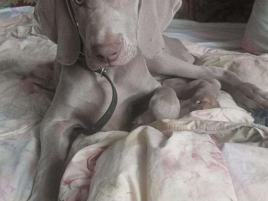 Собака