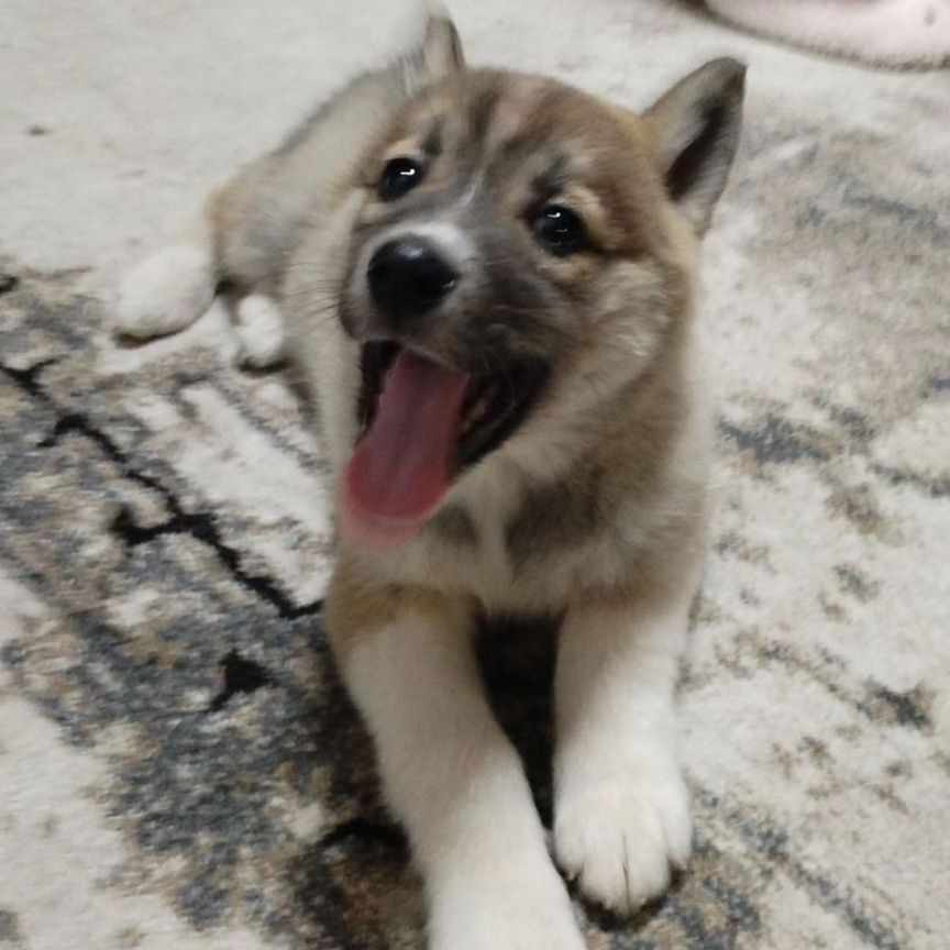 Щкнок девочка в добрые руки