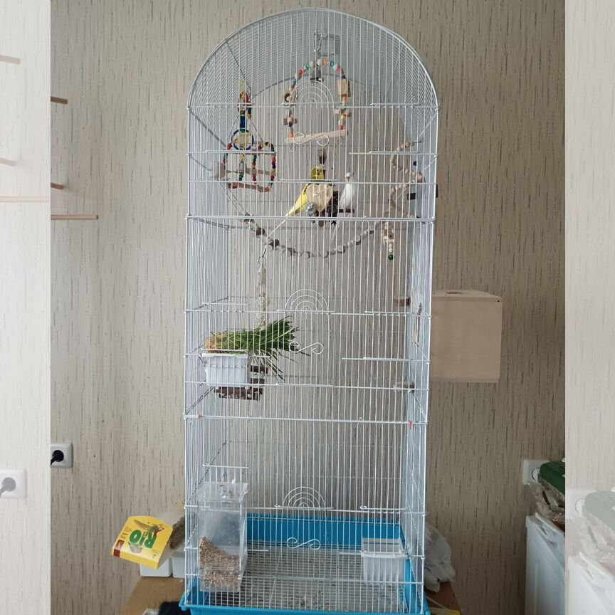 Волнистые попугаи пара с клеткой 52*42*138