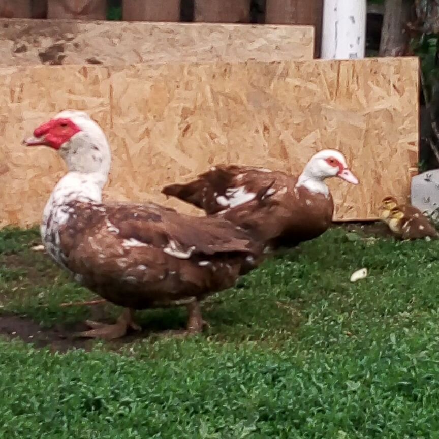 Мускусные утки