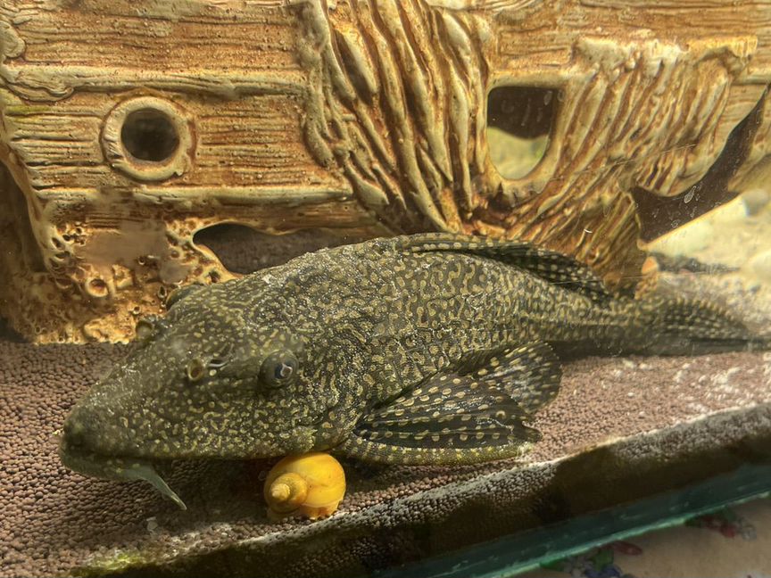 Сом птеригоплихт