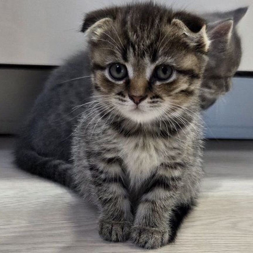 Шотландский вислоухий короткошёрстный котёнок