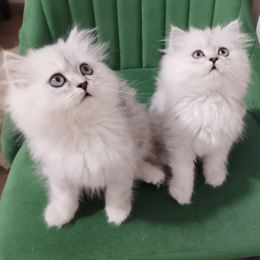 Британский длинношёрстный котёнок