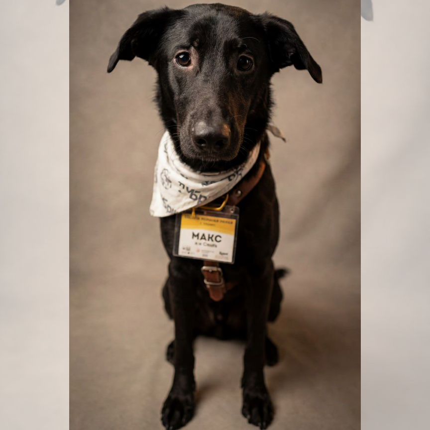 Щенок в добрые руки