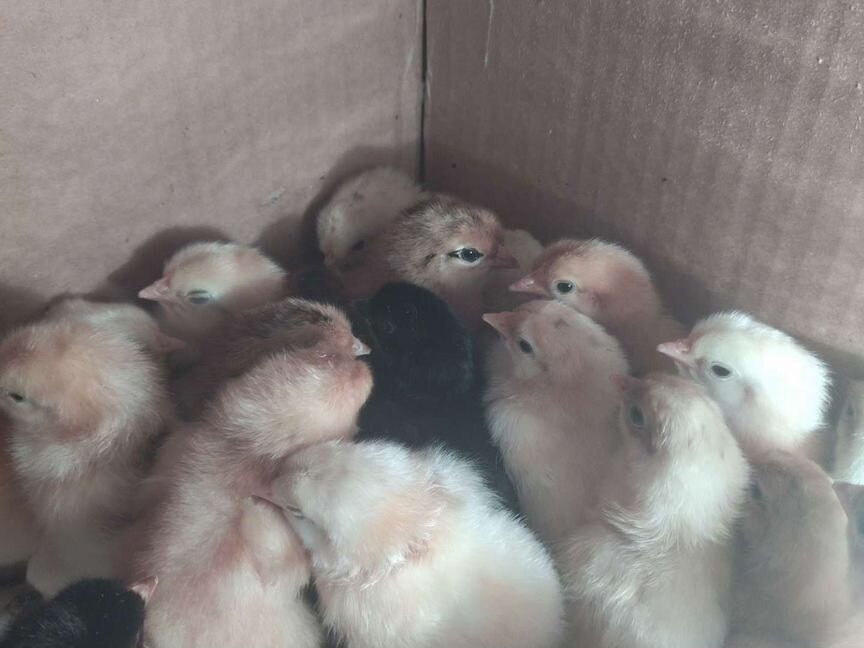 Цыплята суточные от домашних несушек