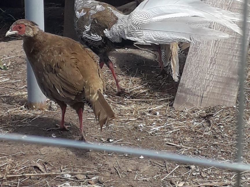 Серебряные фазаны