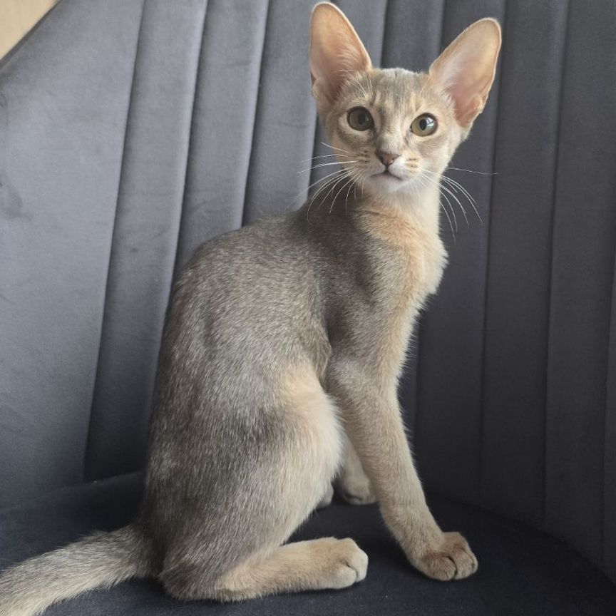 Абиссинский котёнок