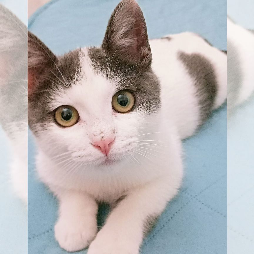 Котенок в добрые руки