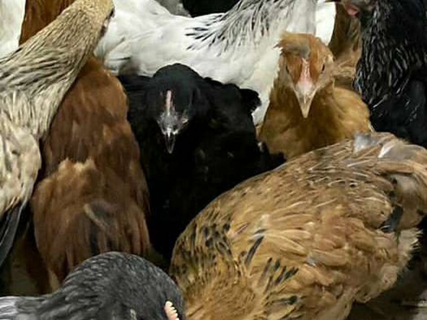 Куры молодки несушки