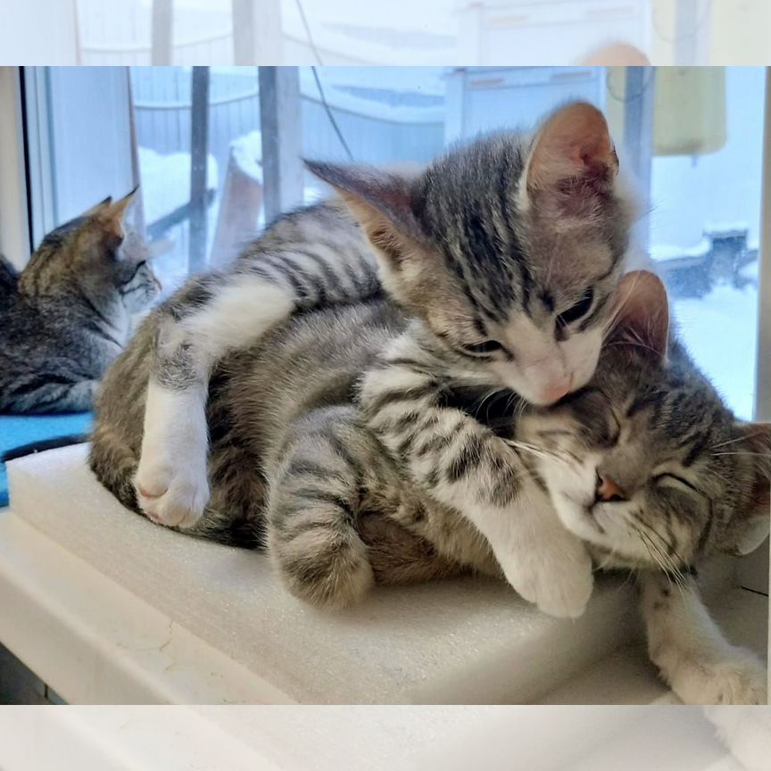 Котёнок в добрые руки