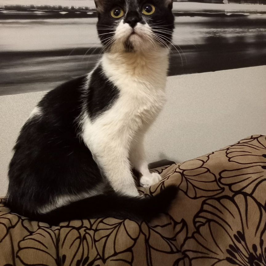 Котенок мальчик в добрые руки