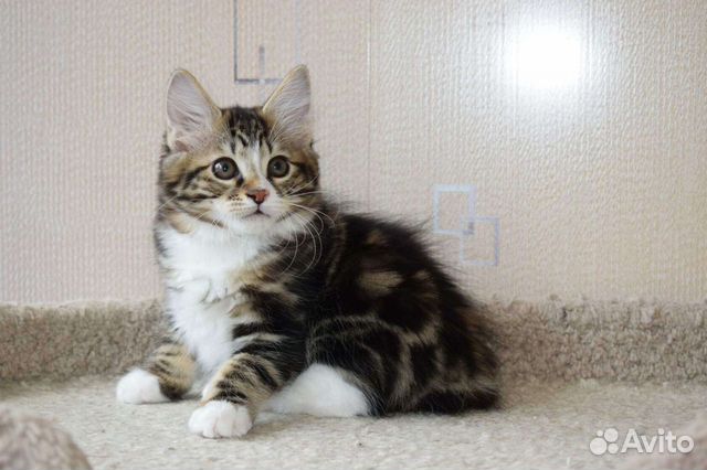 Франция, шикарная девушка курильского бобтейла