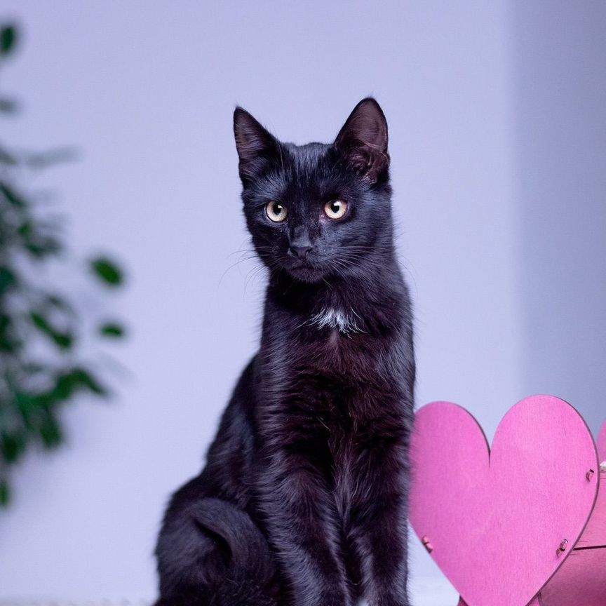 Черный котенок