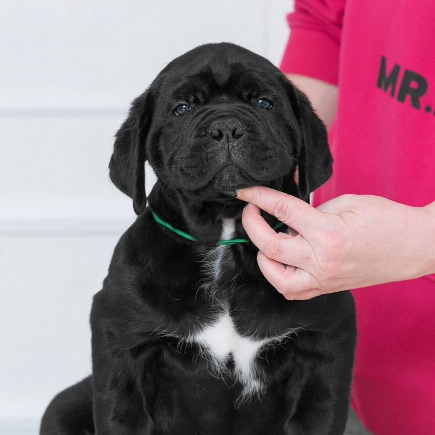 Девочки корсо