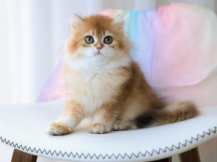 Котенок золотого окраса