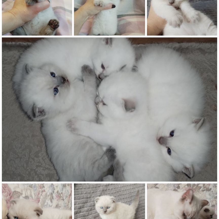 Котята Блю поинт. Белое золото