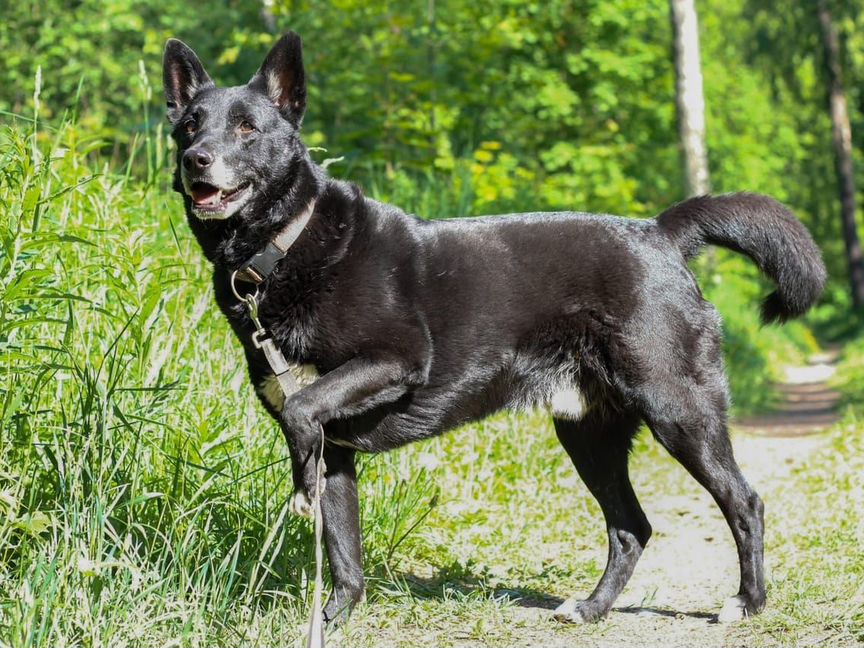 Собака Филя