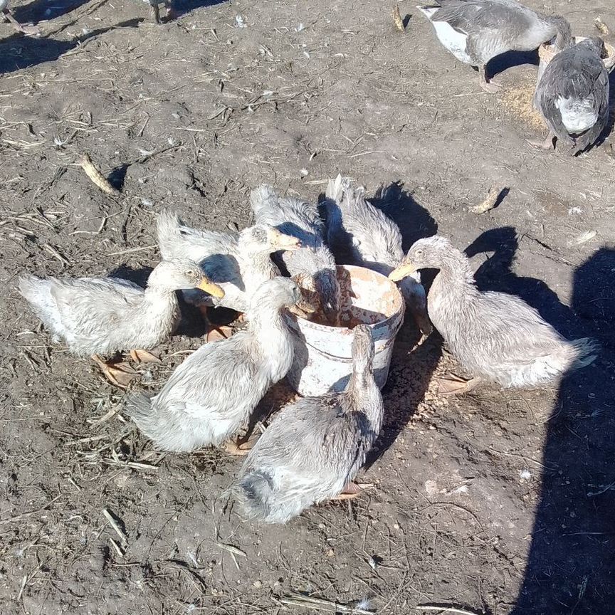 Утки черри велли