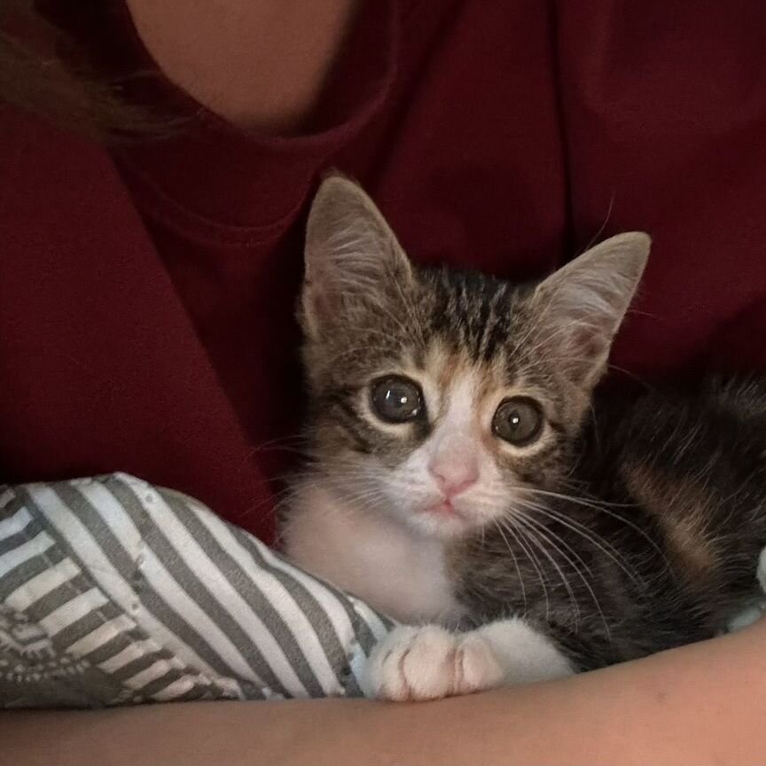 Кошка морской пехотинец