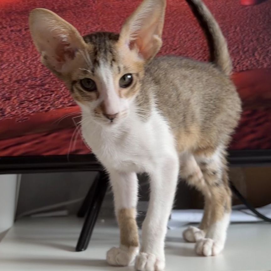 Ориентальный котёнок