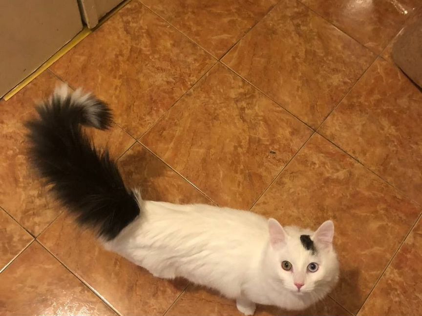 Молодой котик ищет дом
