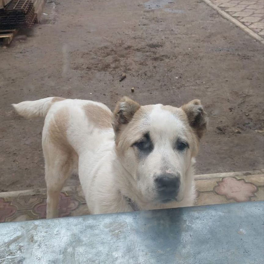 Продаю собаку