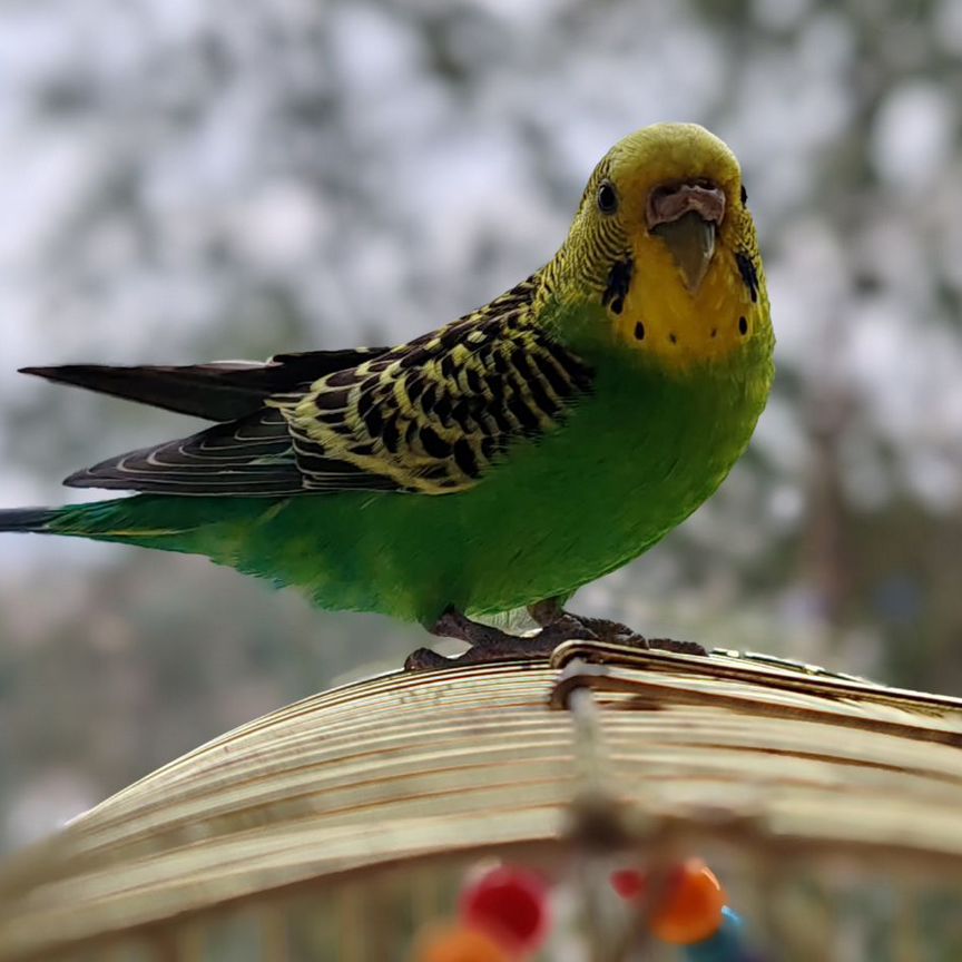 Волнистый попугай самец