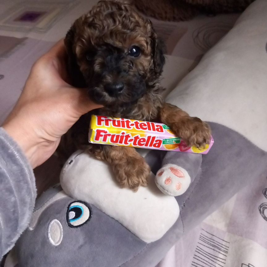 Редкий малыш пуделёк