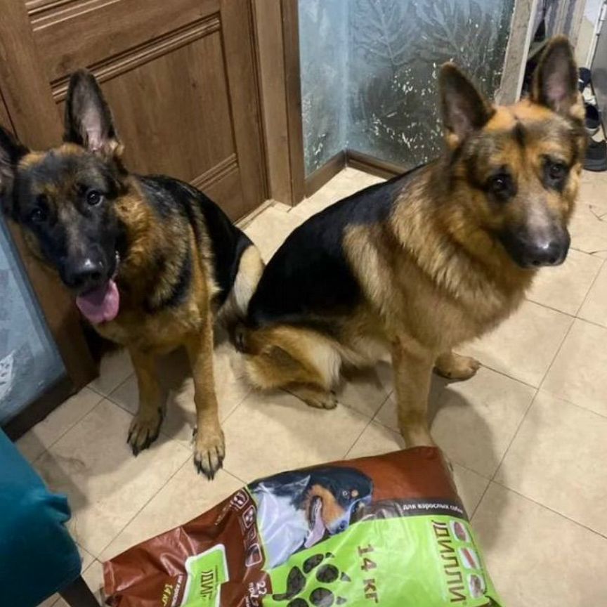 Сухой корм для собак