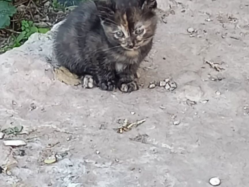 Кошки
