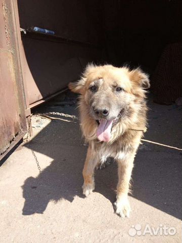 Собаки из приюта. Небольшие