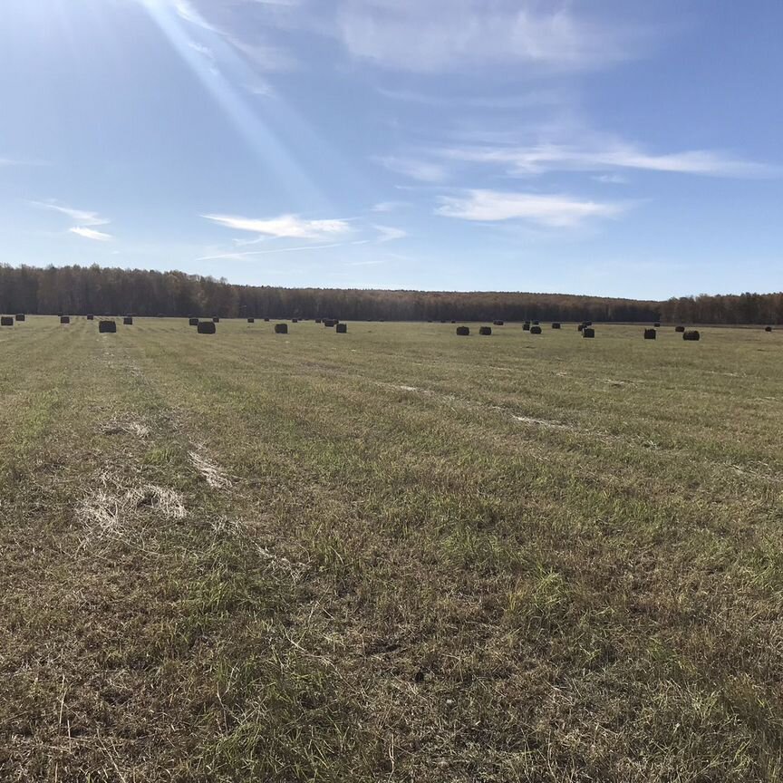 Сено в рулонах