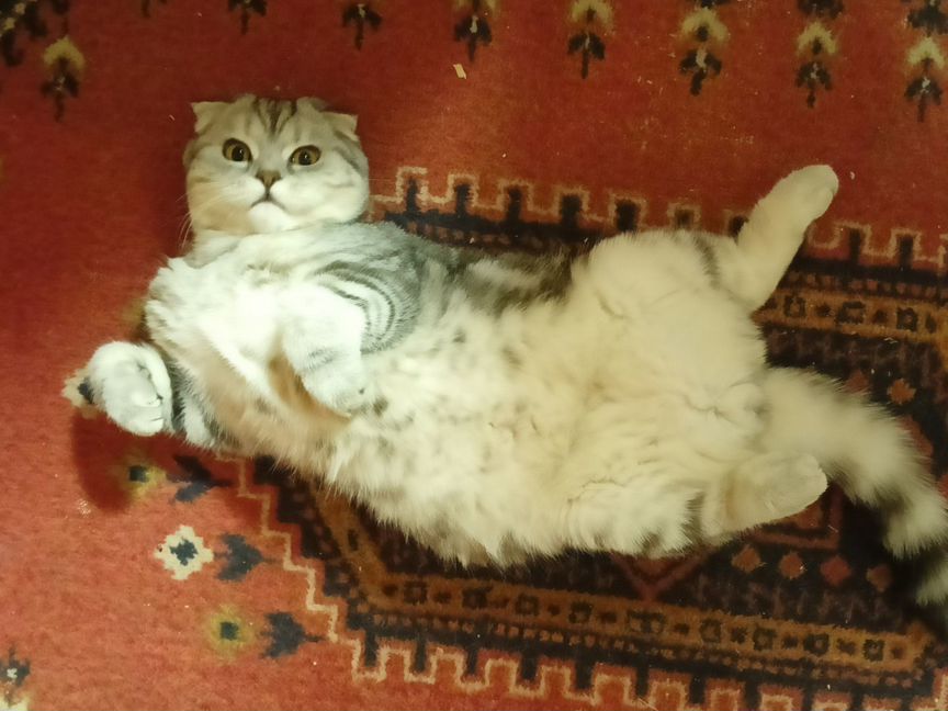 Кот вязка Шотландский вислоухий