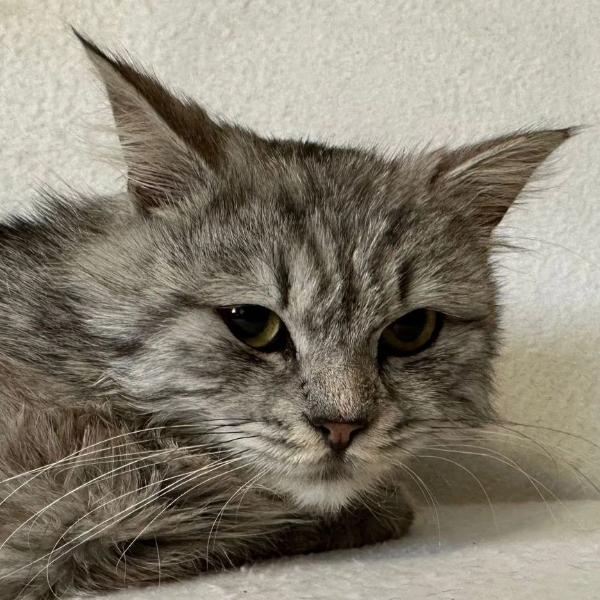 Басич в добрые руки