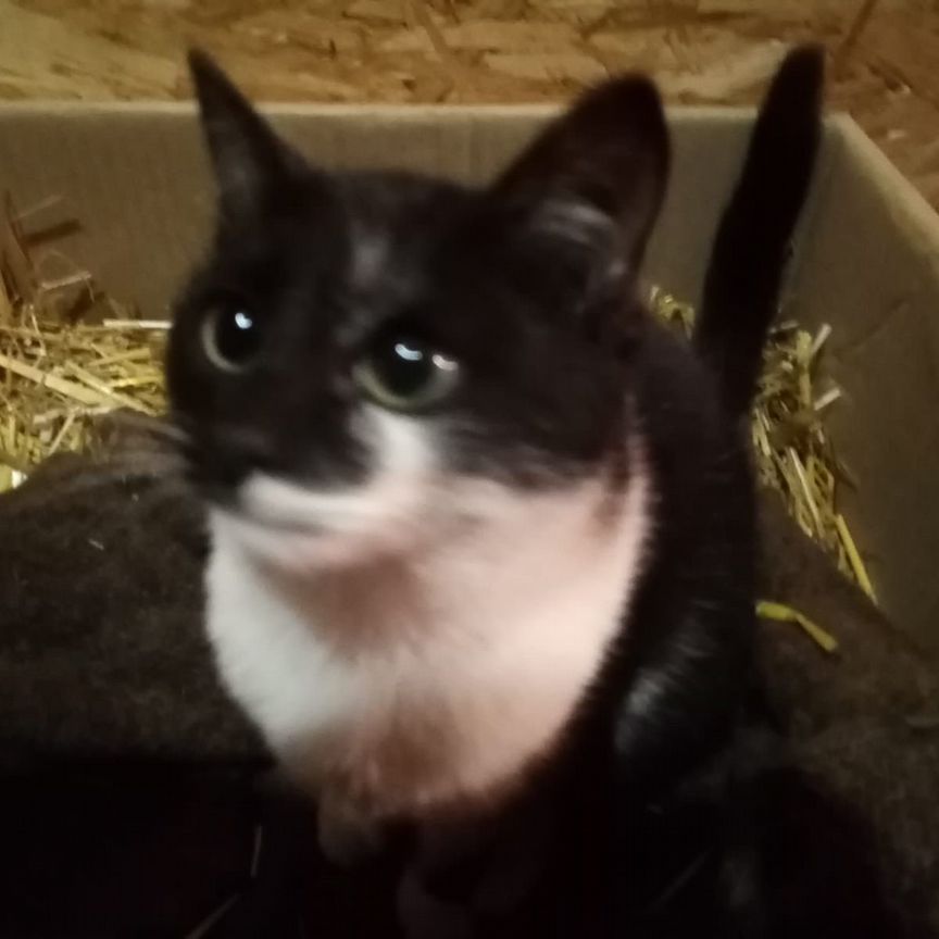 Котенок