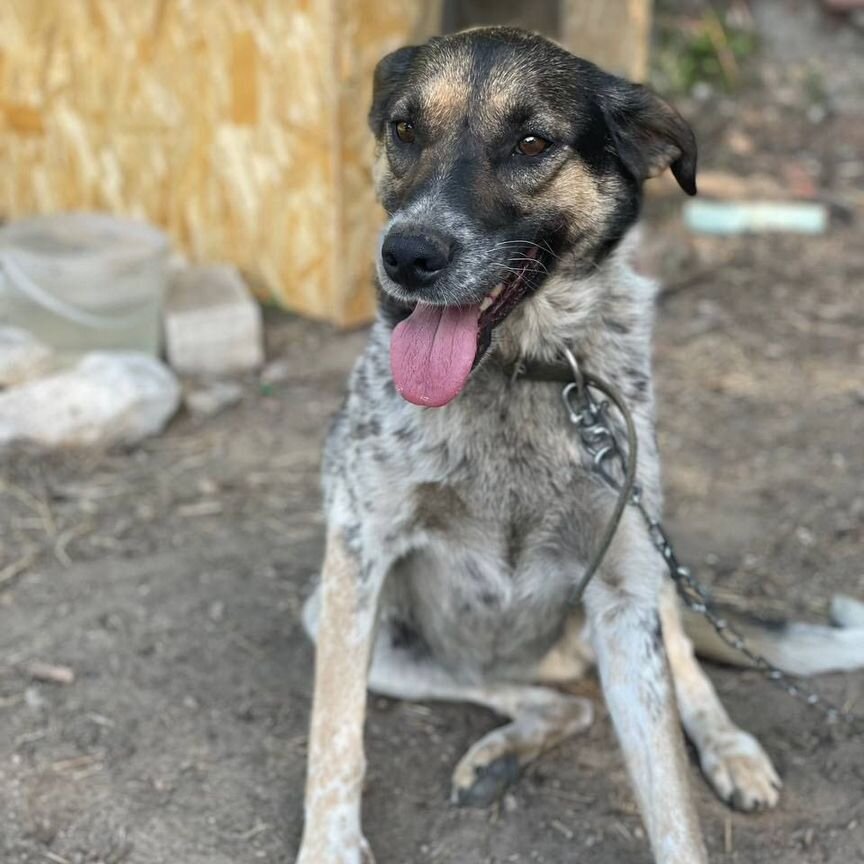 Собака в добрые руки отдам бесплатно