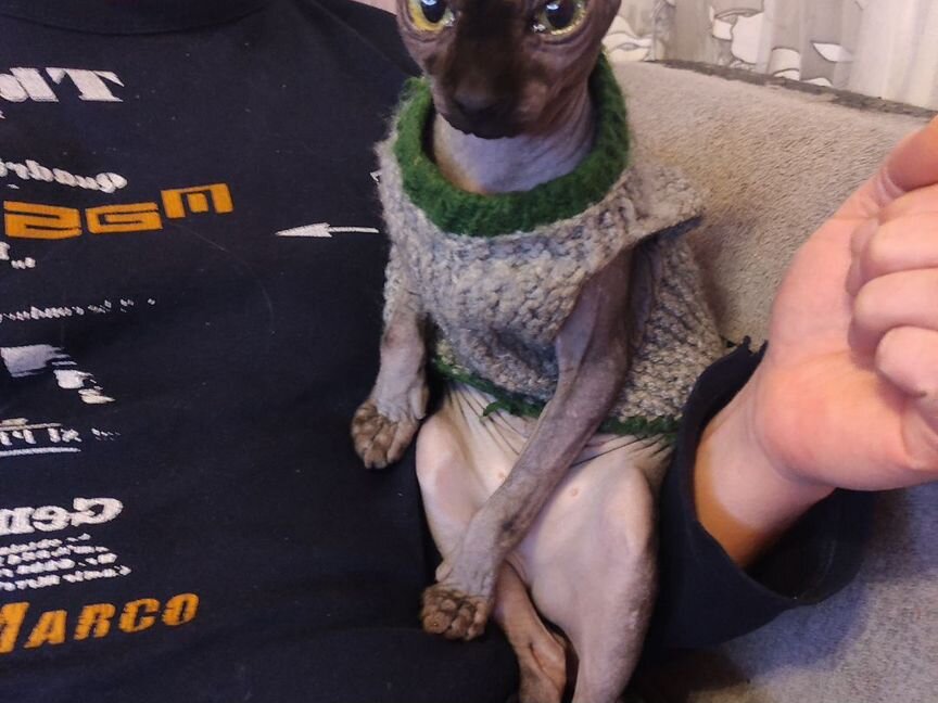 Канадский сфинкс вязка Маруся