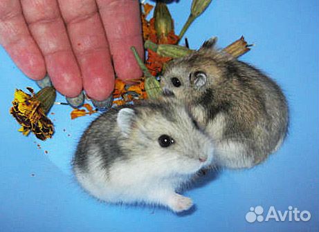 Джунгарские хомячки