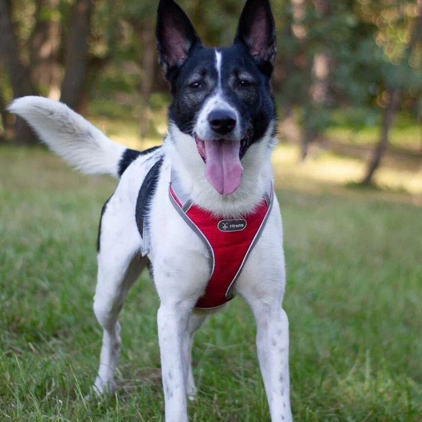 Добрый пёс Арчи в самые добрые руки