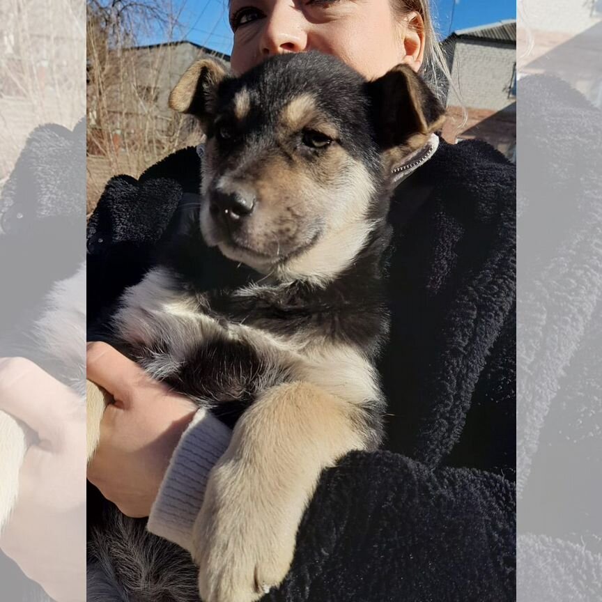 Щенки помесь с овчаркой