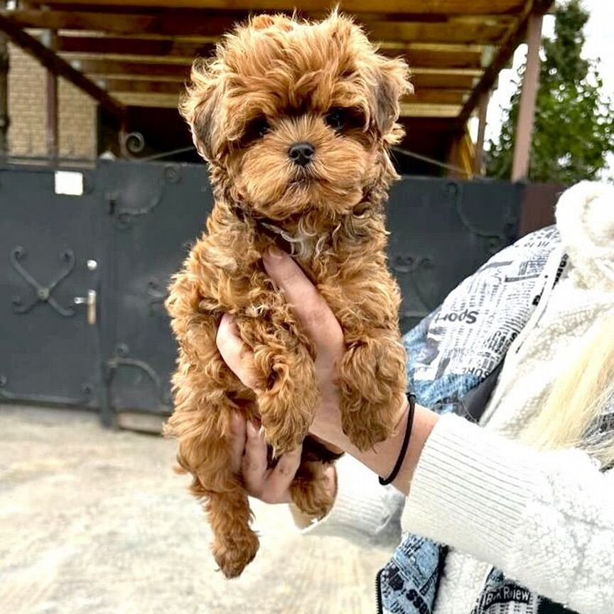 Выбор есть мальтипу