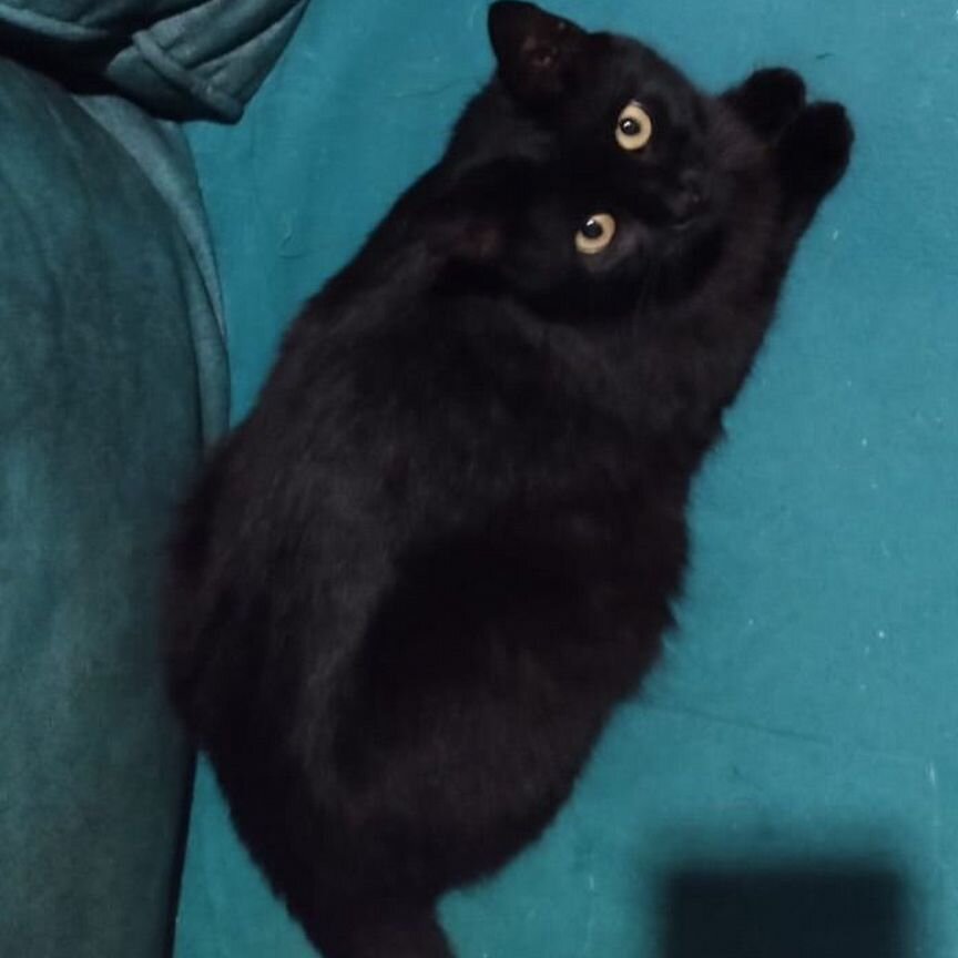 Кошка Соня ищет любящий дом