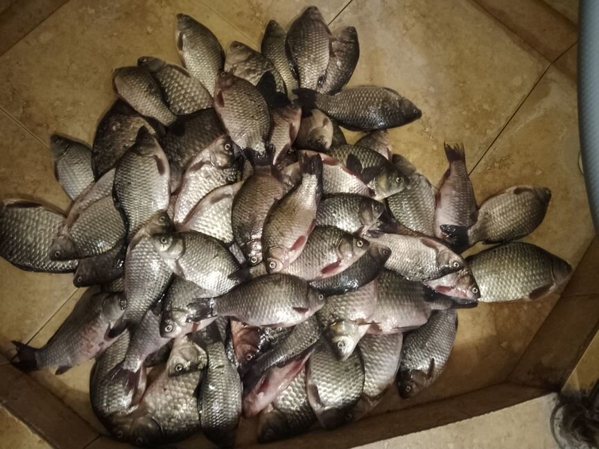 Продам свежевыловленную рыбку