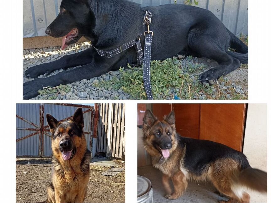 Потерялись немецкие овчарки