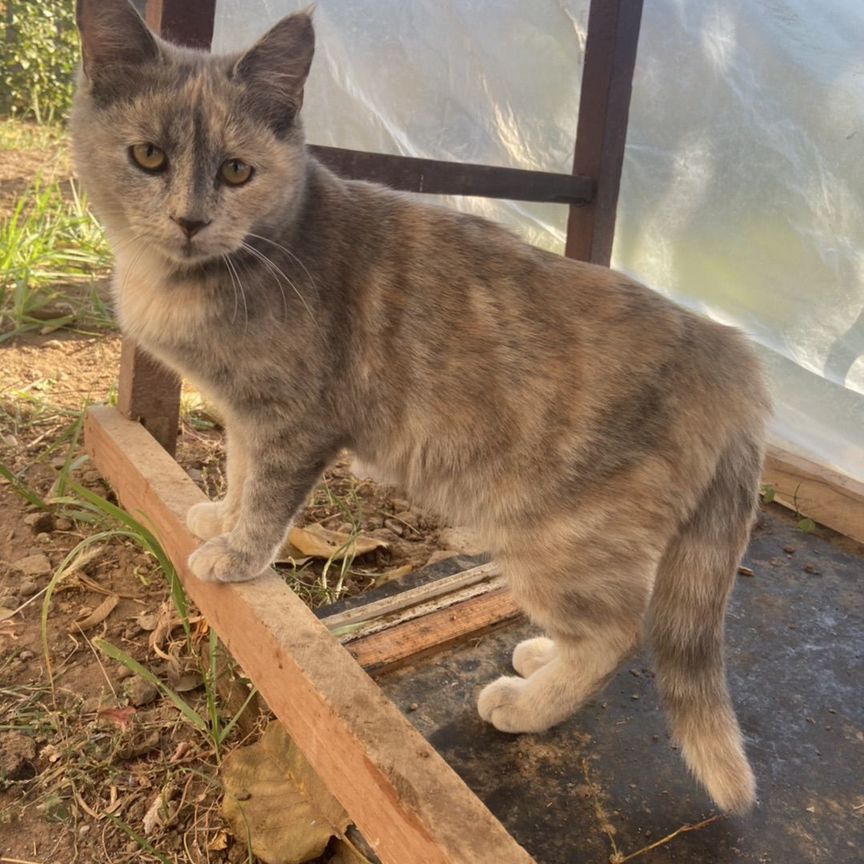 Котенок в добрые руки
