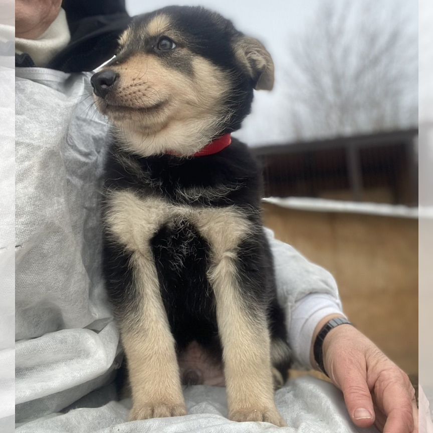 Щенулька мальчик