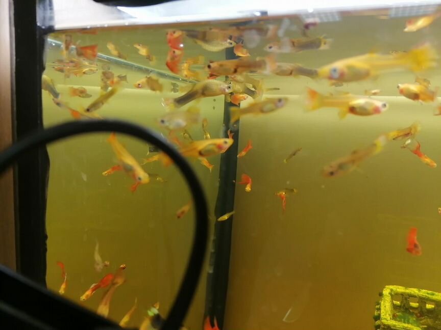 Рыбки Гуппи бесплатно